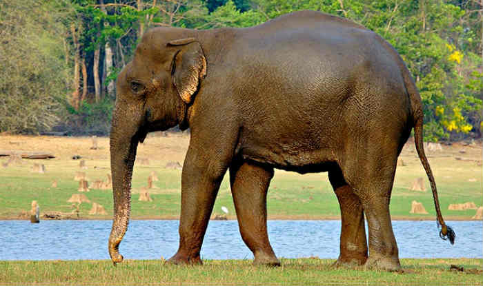 Headless elephant carcass found in Odisha-Jharkhand border | India.com