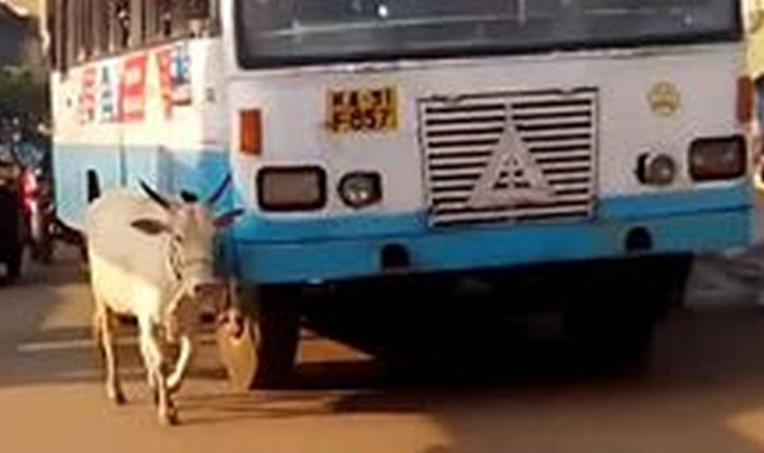 This cow escorts the bus driver that killed her calf daily at the ...