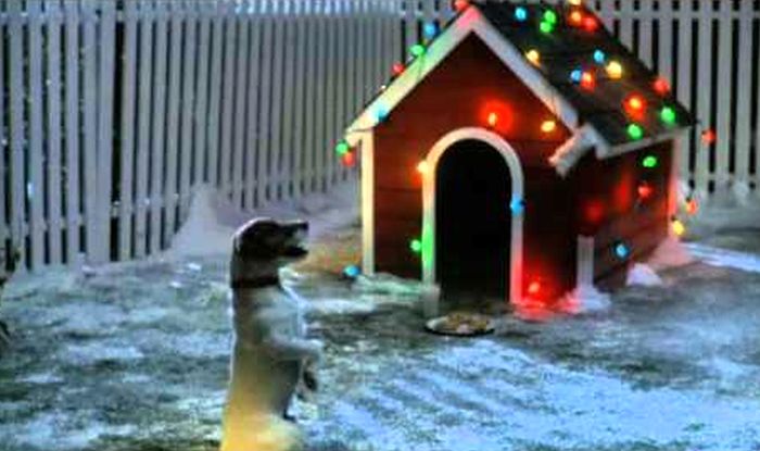 It’s Christmas season and what this doggie does for Santa is amazingly ...