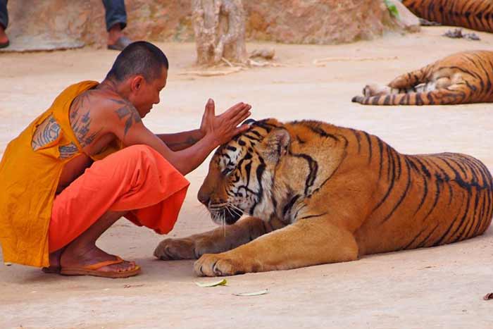 Buddha monks worship among tigers in tiger temple | इन बौद्ध भिक्षुकों ...