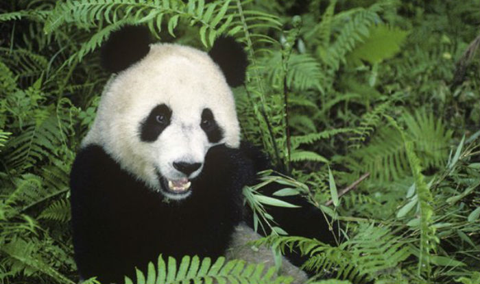 Rare wild giant panda rescued in China | India.com