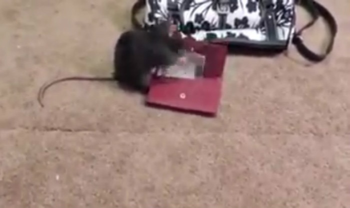 OMG! This rat steals money from a ladies purse (Watch Video) | India.com