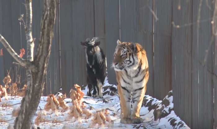 Tiger befriends goat meant to be his dinner | India.com