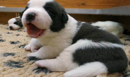 There is more to sloppy dog slurping than meets the eye | India.com