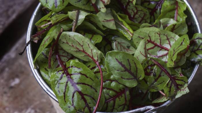 Everything You Need to Know About Red Ribbon Sorrel