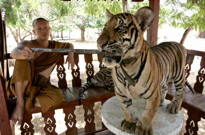 Buddha monks worship among tigers in tiger temple | इन बौद्ध भिक्षुकों ...