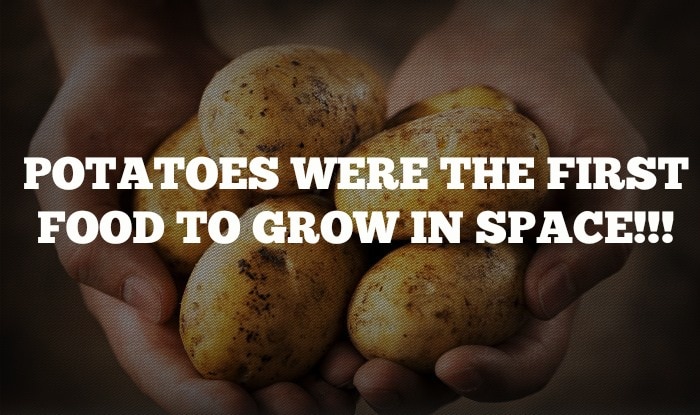 11 Facts about Potatoes we bet you did not know! | India.com