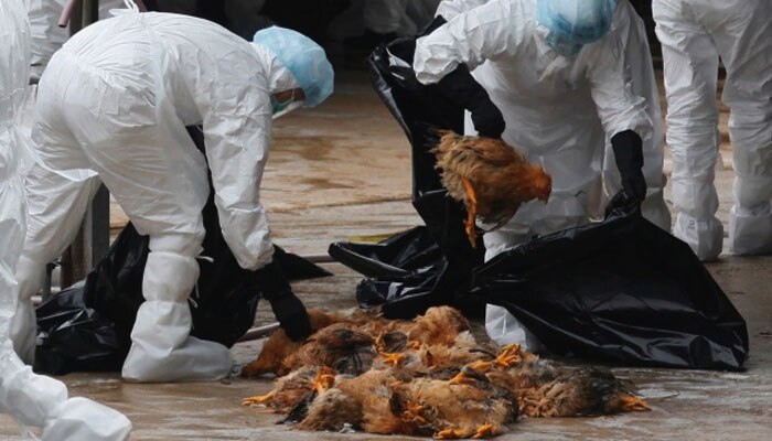 Bird flu case confirmed in eastern Scotland | India.com