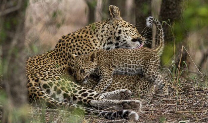 Leopard cub gets trapped in post-harvest fire on field, dies | India.com