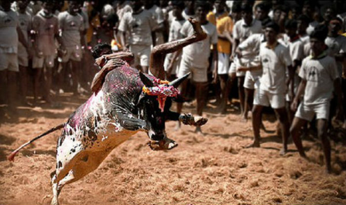 PETA to take legal advice to distance animals from cruel sports | India.com