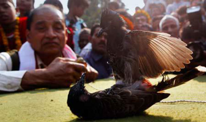 Traditional buffalo and bird fights put off in Assam | India.com