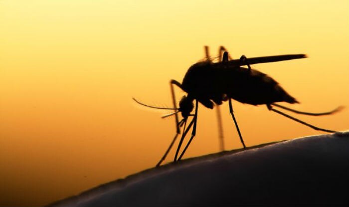 Dominican Republic confirms 10 cases of Zika virus | India.com Dominican Republic confirms 10 cases of Zika virus | India.com