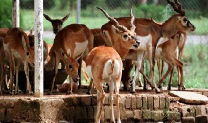 Four arrested in Madhya Pradesh for poaching black buck | India.com