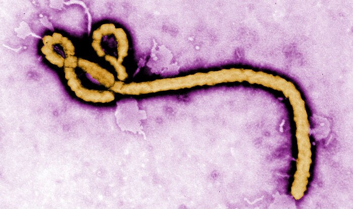 World Health Organization Confirms Death From Ebola In Sierra Leone India world-health-organization-confirms-death-from-ebola-in-sierra-leone-india