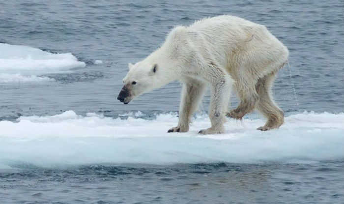 Pictures of dying Polar Bears will scare the crap out of you! | India.com