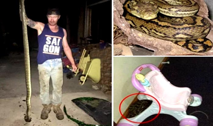 Mother Saves 6 Year Old Son From Three Meter Long Python Biting His Head Watch Video