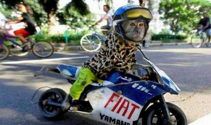 Viral Video: Jakarta Monkey Tour । Viral Video: स्पोर्ट बाइक चलता अनोखा ...