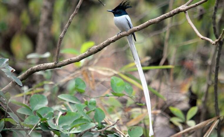Dang: Of Fireflies, Stunning Wildlife And Tribal Culture | India.com