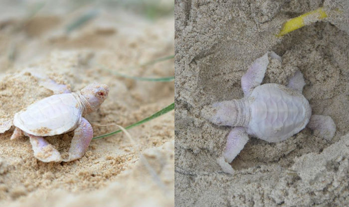 Meet Alby, Rare albino turtle found in Australia is new internet ...
