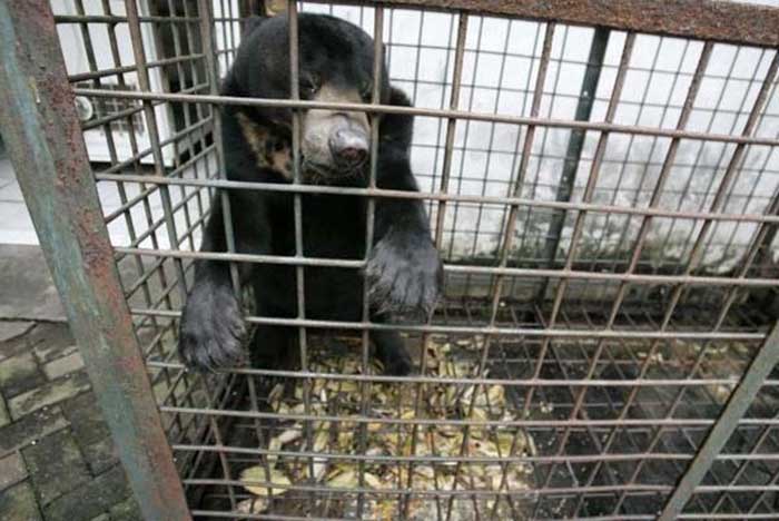 ‘Zoo Of Death’ in Indonesia shows shocking animal cruelty! Here’s why ...