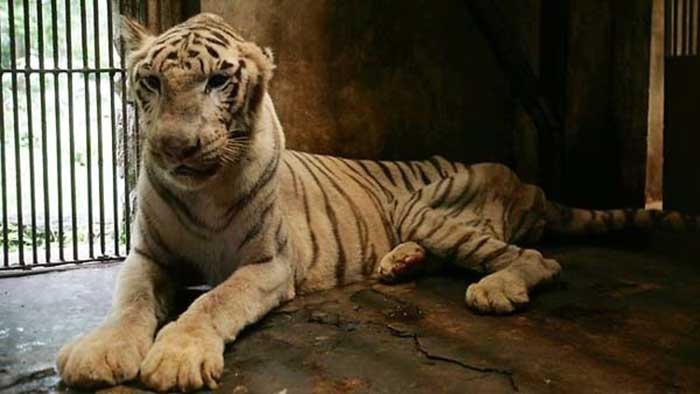 ‘Zoo Of Death’ in Indonesia shows shocking animal cruelty! Here’s why ...