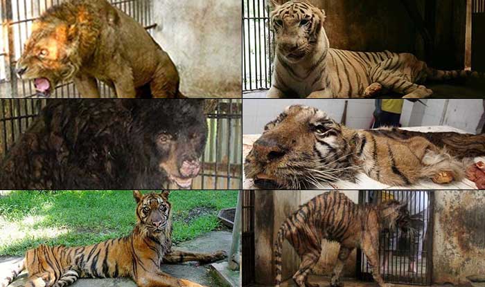 ‘Zoo Of Death’ in Indonesia shows shocking animal cruelty! Here’s why ...