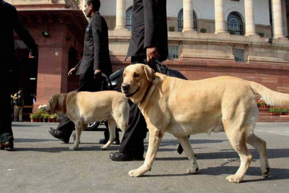 Why Are Labradors Used As Police Dogs