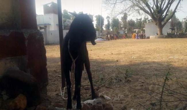 Miracle Goat Baby Born With 8 Legs and 2 Hips, Pics Go Viral | India.com