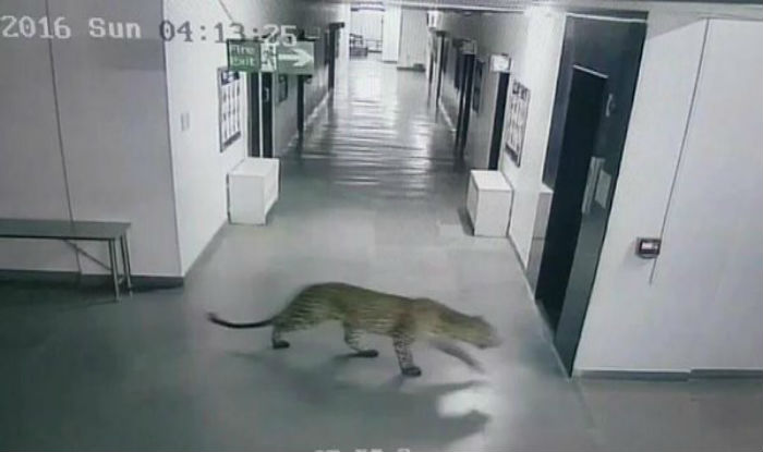 Bengaluru: Another leopard spotted around Vibgyor school! | India.com