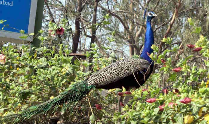 Peacock, bison safe from Goa vermin order, not wild boar | India.com