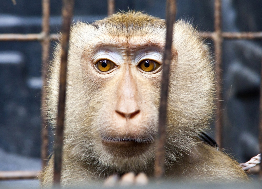 Scientists create antibody cocktail that cures Ebola-infected monkeys ...