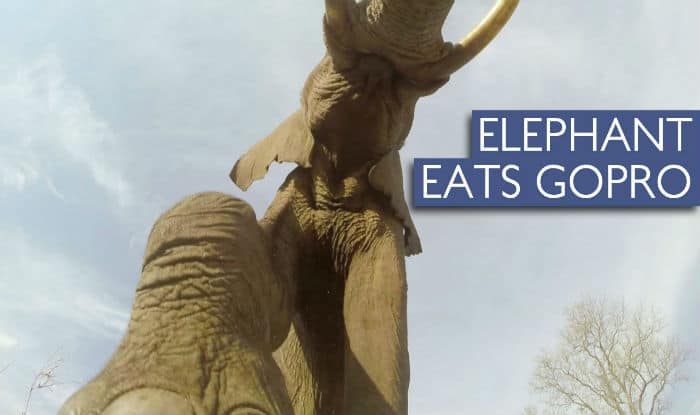 Elephant tries to eat GoPro camera: Watch amazing video footage | India.com