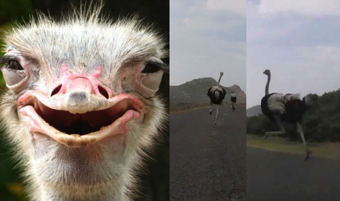 Terrifying! Giant white ostrich chases down cyclists (Watch video ...