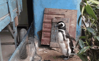 Awww! This penguin swims 8000 kms every year just to meet the fisherman ...
