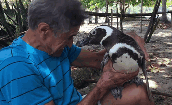 Awww! This penguin swims 8000 kms every year just to meet the fisherman ...