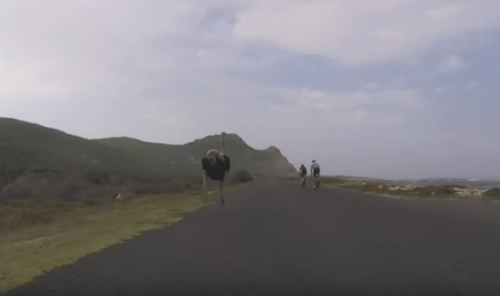 Hilarious! Ostrich races with cyclists for kilometres (Watch Video ...
