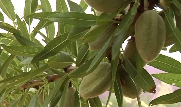 Almond harvest makes for enchanting sight in Kashmir valley | India.com