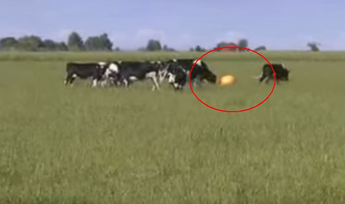 It’s just another boring day and then these cows discover a huge ball ...