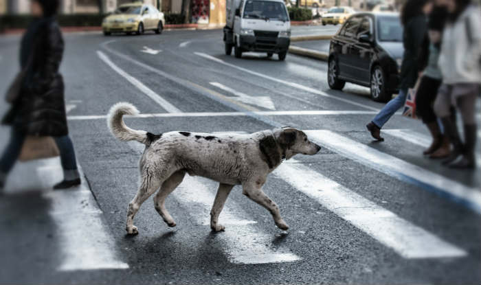 9 Reasons why you should adopt stray dogs | India.com