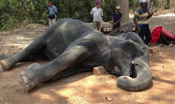 Asia’s ‘granny’ jumbo elephant to be felicitated; eyeing Guinness entry ...