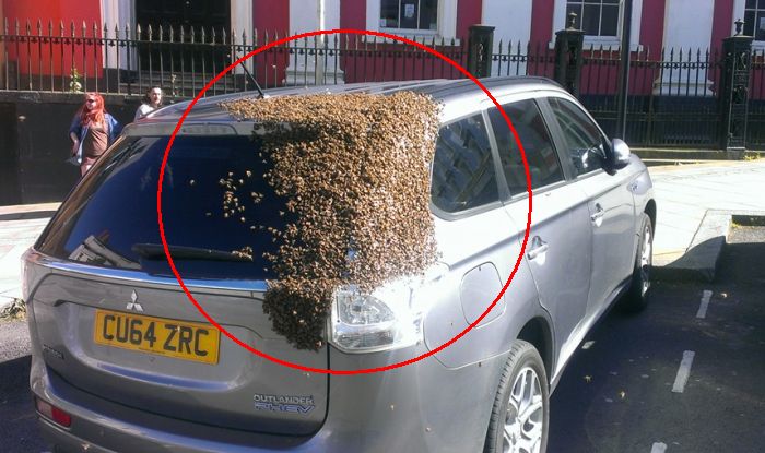 OMG! Over 20,00 Honey-bees chased a car for one day as their queen bee ...