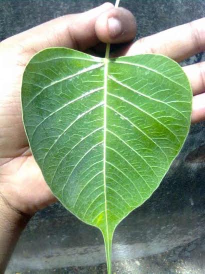 Holy trees to stop unholy practice of open defecation in Gonda district ...