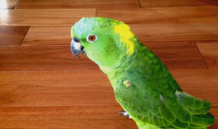 Bizarre: Pratapgarh Opium Farmers Struggle With Crop Damage as Parrots ...