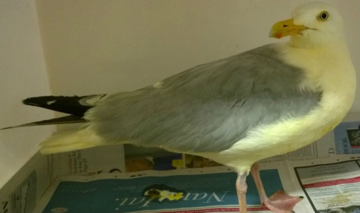 This orange seagull is going viral after it fell into chicken curry ...