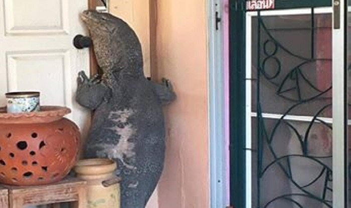 Scary! A giant lizard tried to enter this Thai man’s house. Watch what ...