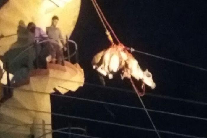 Bull climbs 60ft water tank, balances on edge aka Veeru in Sholay ...