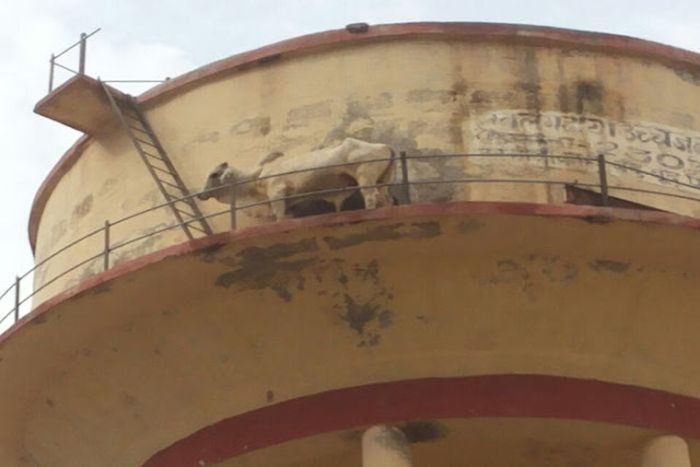 Bull climbs 60ft water tank, balances on edge aka Veeru in Sholay ...