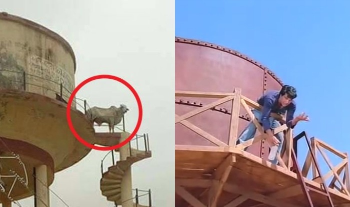 Bull climbs 60ft water tank, balances on edge aka Veeru in Sholay ...
