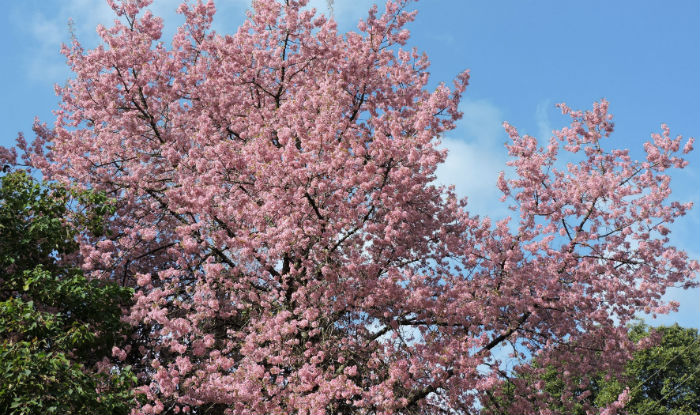 Cherry blossoms spread tranquility in the northeast | India.com