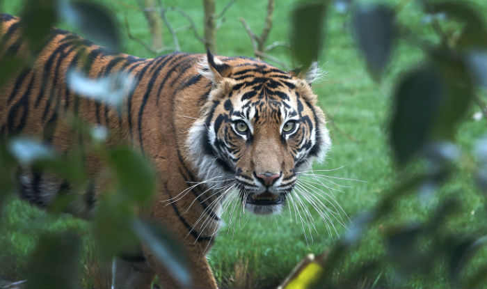 International Tiger Day: 7 places where you can spot the big cat in ...